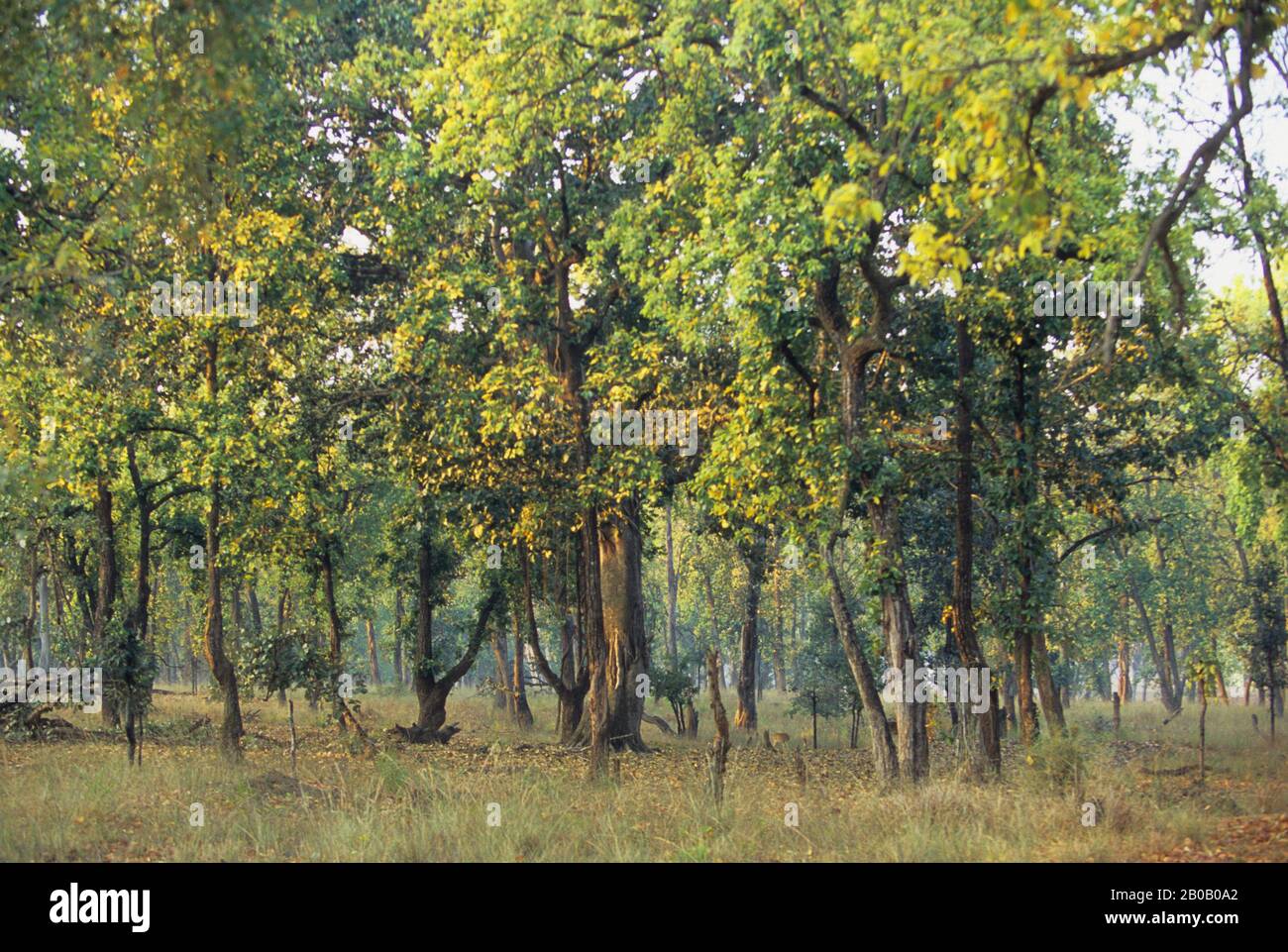 INDIA, BANDHAVGARH N.P., FOREST Stock Photo - Alamy