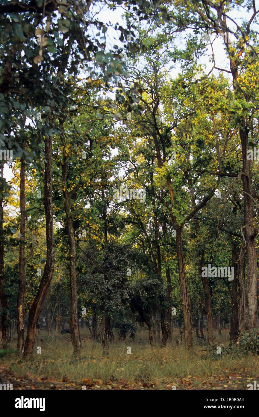 India forest scenery hi-res stock photography and images - Alamy