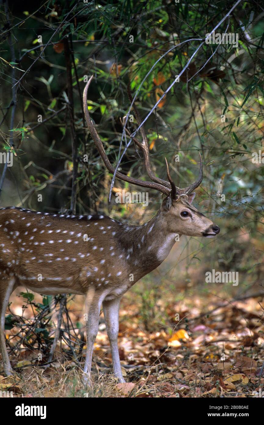Spotted deer male hi-res stock photography and images - Alamy