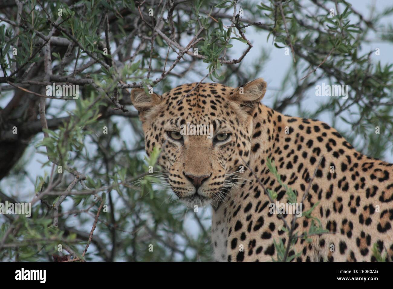 Leopard running hi-res stock photography and images - Alamy