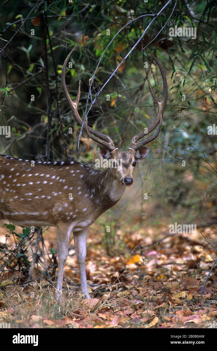 Spotted deer male hi-res stock photography and images - Alamy