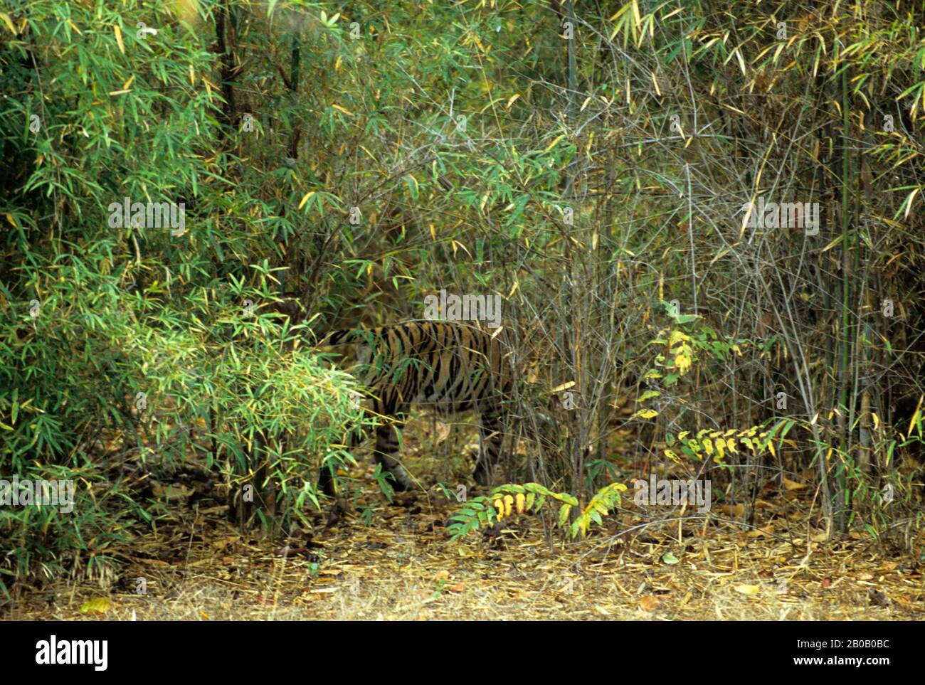 Tiger in bamboo forest hi-res stock photography and images - Alamy