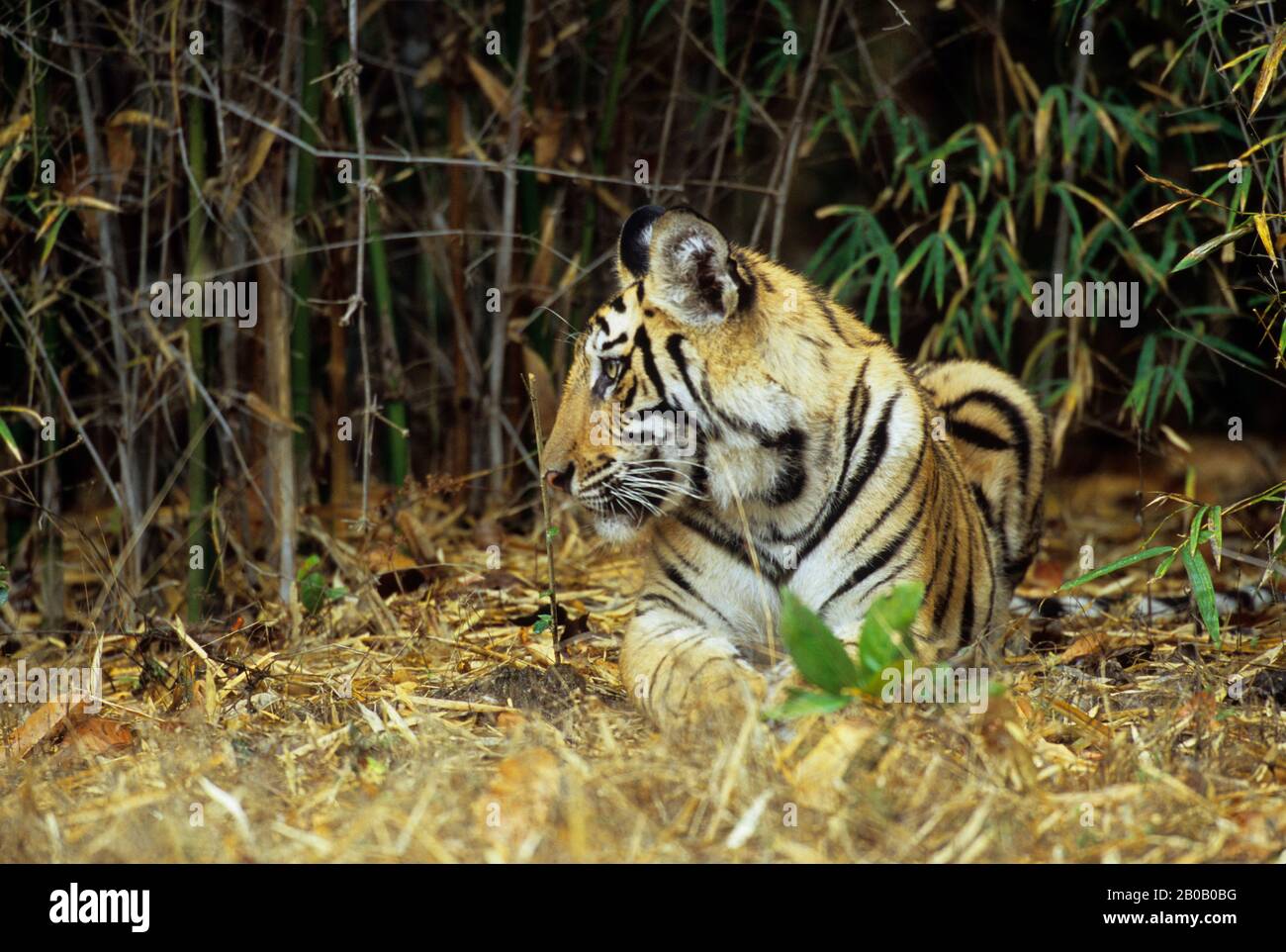 Tiger in bamboo forest hi-res stock photography and images - Alamy