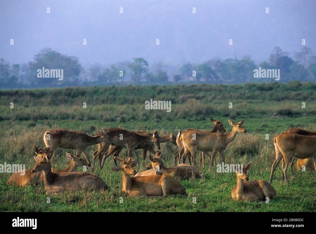Kaziranga national parks hi-res stock photography and images - Alamy