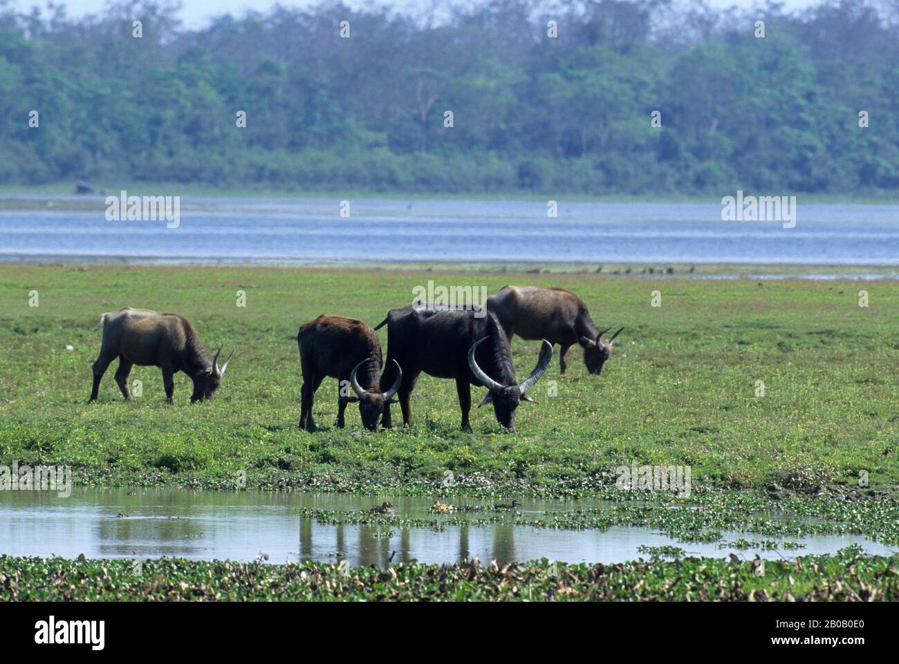 Wild animals of assam hi-res stock photography and images - Alamy