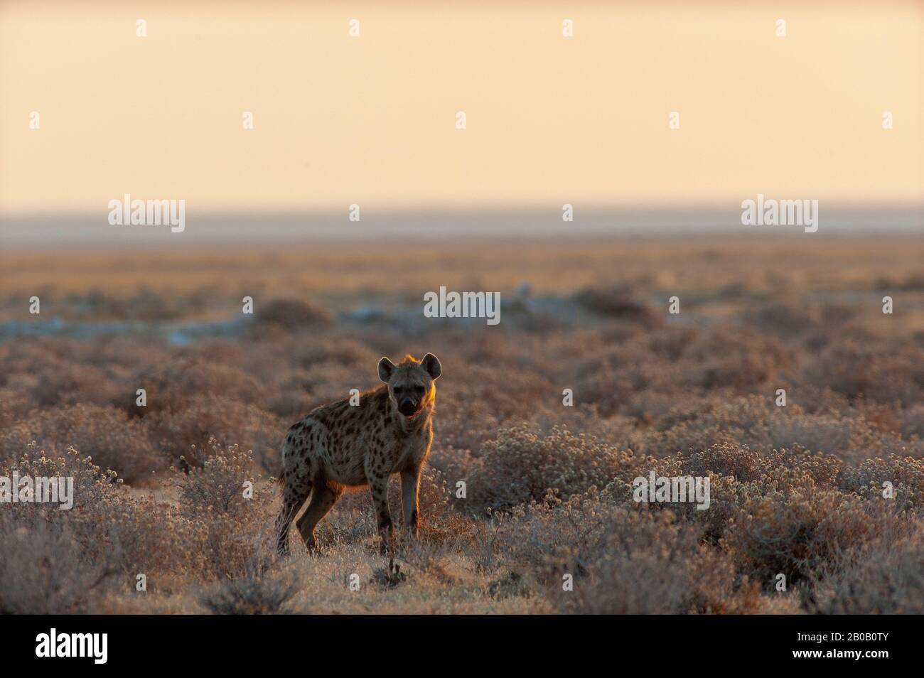 Spotted hyena, Etosha National Park, Namibia Stock Photo - Alamy