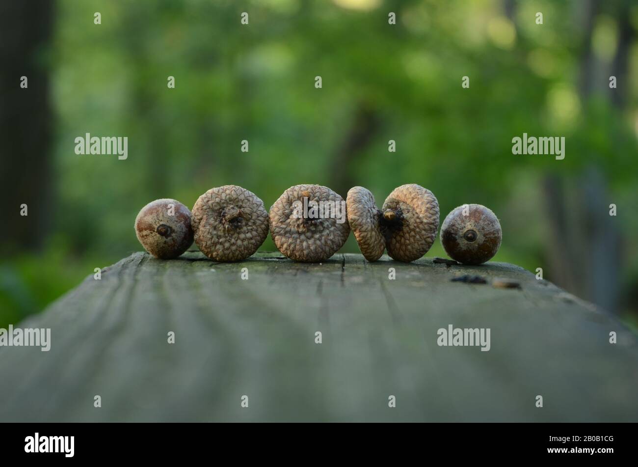Acorns autumn hi-res stock photography and images - Alamy
