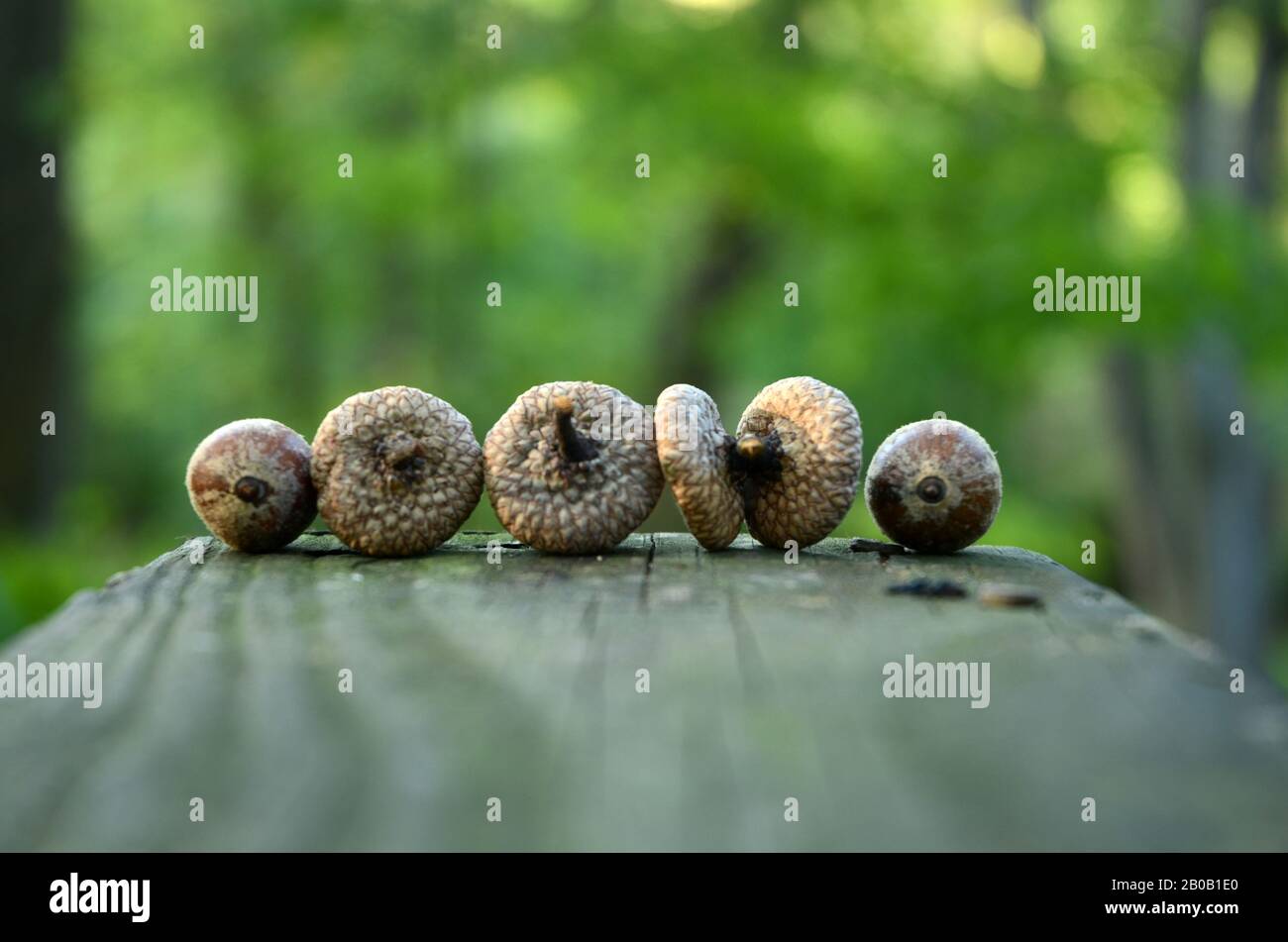FALL CLASSIC: The collecting of acorns are a signature activity and ...
