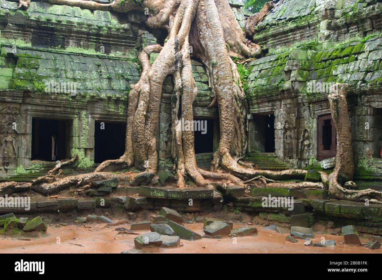 CAMBODIA, ANGKOR, TA PROHM TEMPLE, FIG TREE GROWING ON TEMPLE WALL ...