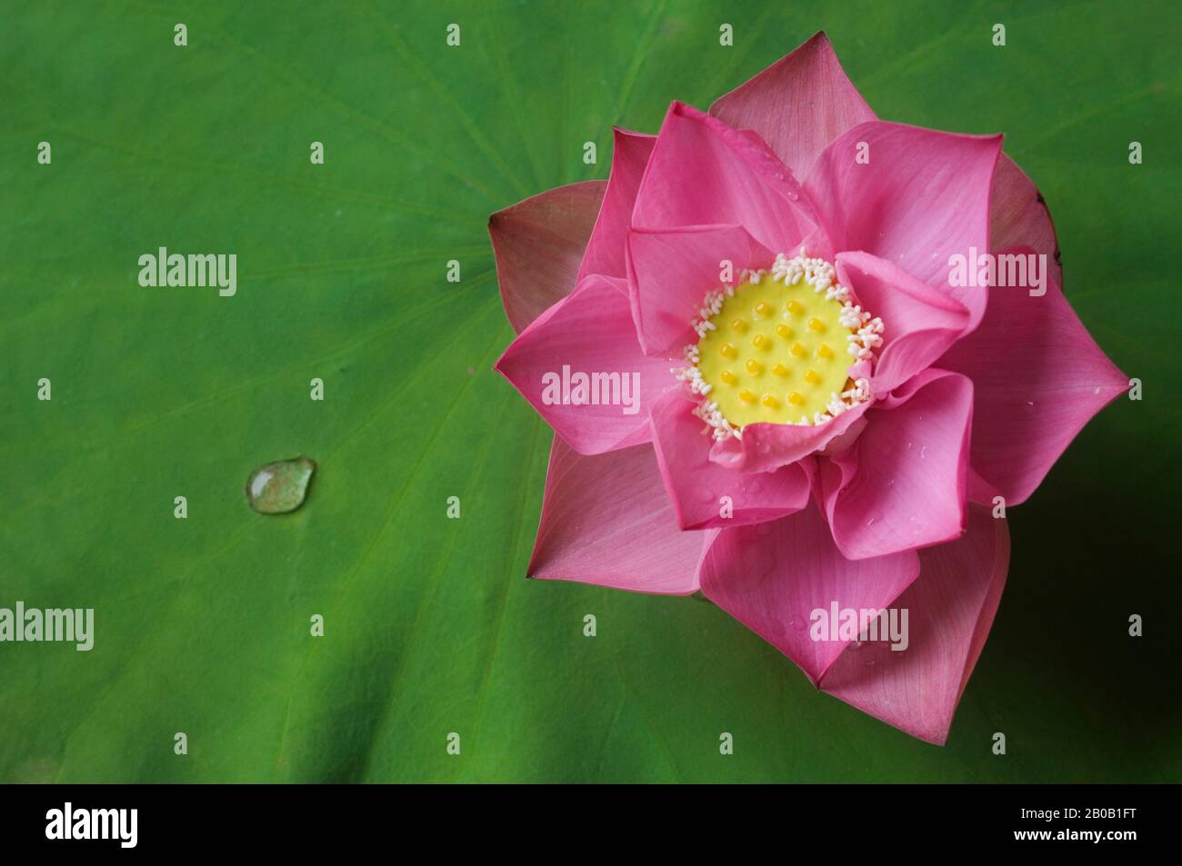 CAMBODIA, SIEM REAP, GRAND HOTEL D'ANGKOR, LOTUS PLANT, FLOWER Stock ...