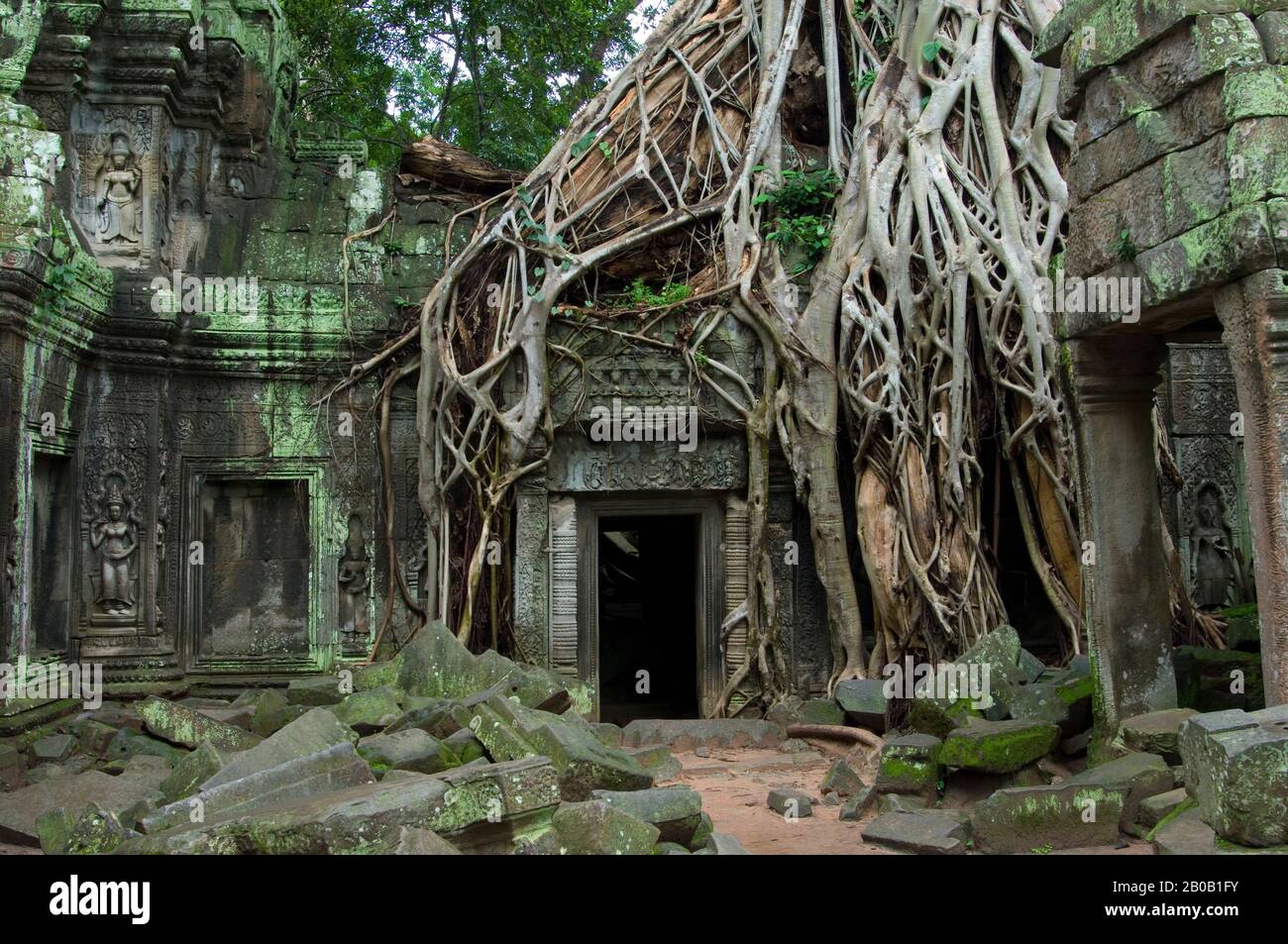CAMBODIA, ANGKOR, TA PROHM TEMPLE, FIG TREE GROWING ON TEMPLE WALL ...