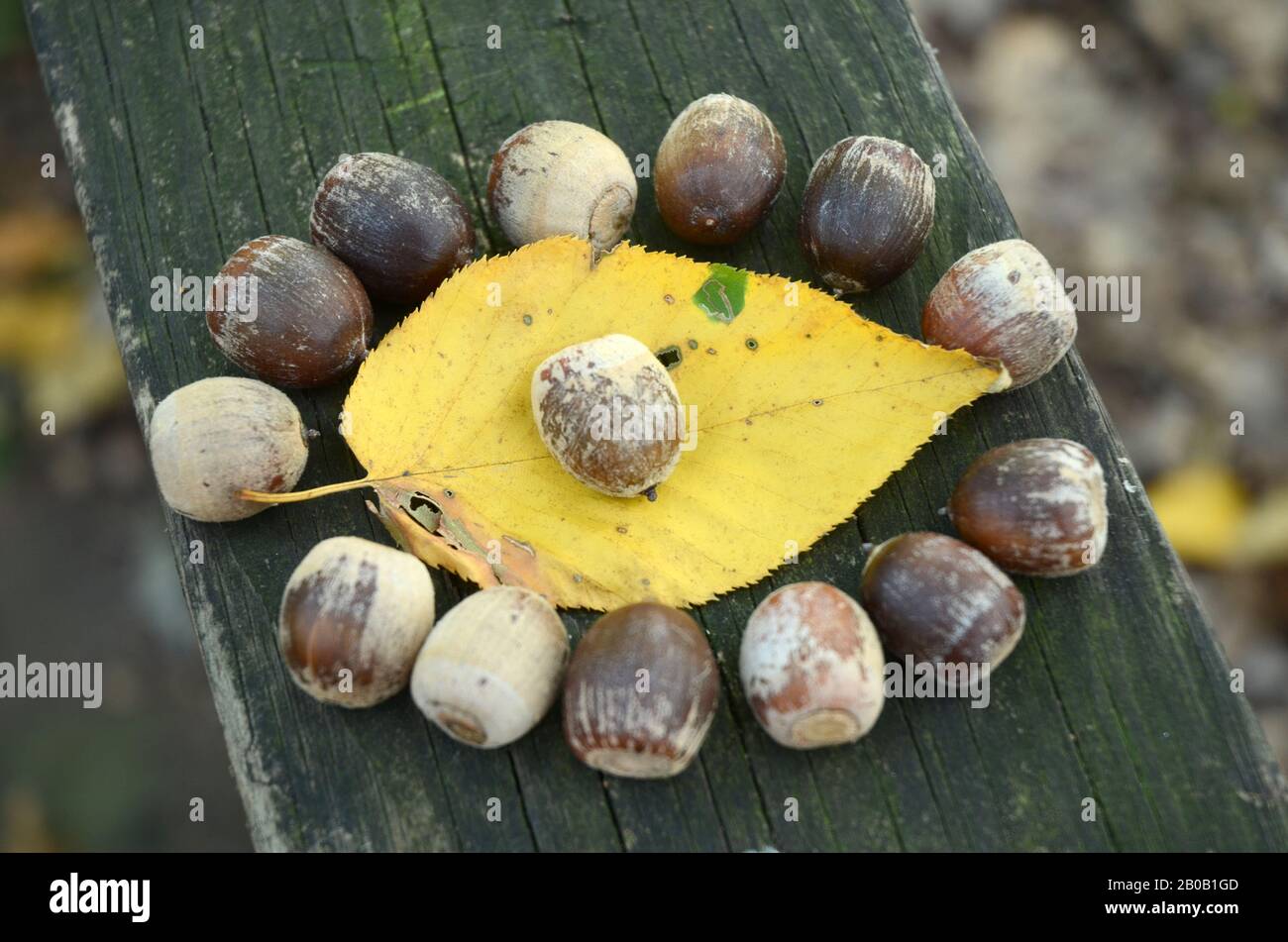 FALL CLASSIC: The collecting of acorns are a signature activity and ...
