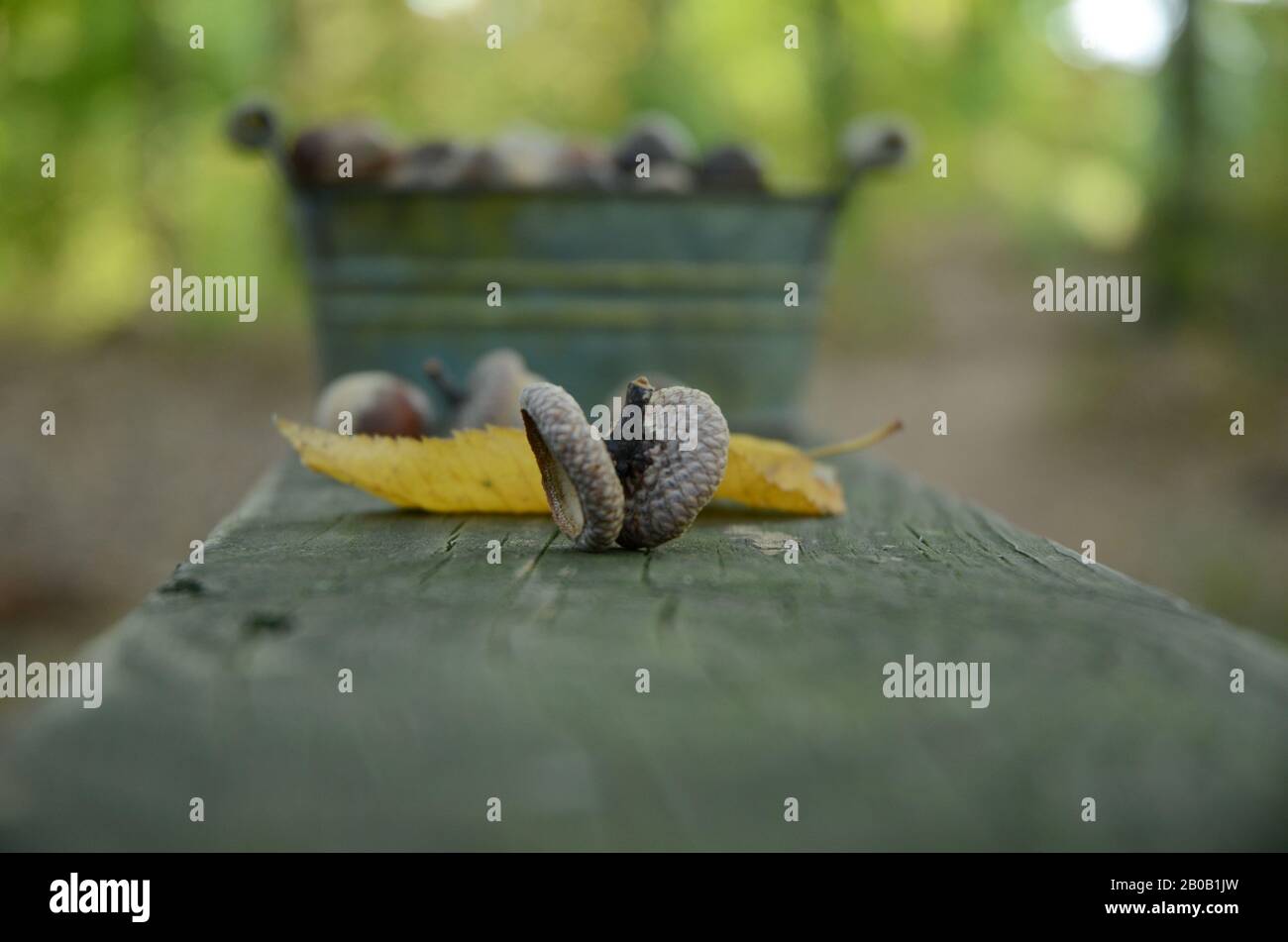 FALL CLASSIC: The collecting of acorns are a signature activity and ...