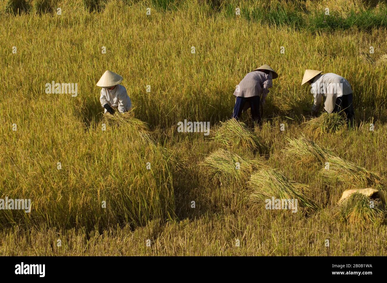 Harvesting rice hi-res stock photography and images - Alamy
