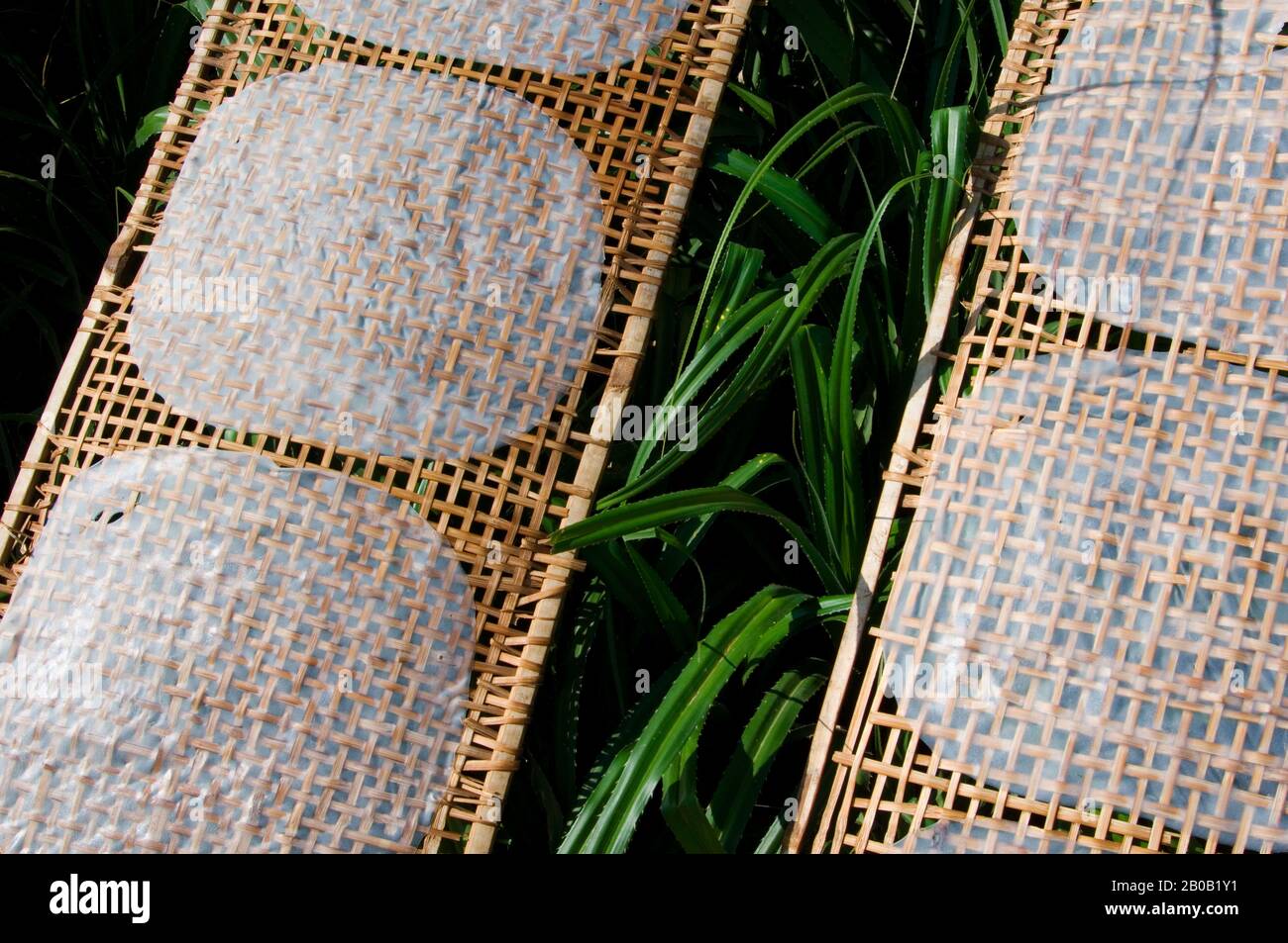 VIETNAM, NEAR QUI NHON, RICE PAPER WRAPPERS FOR SPRING ROLLS DRYING ON ...