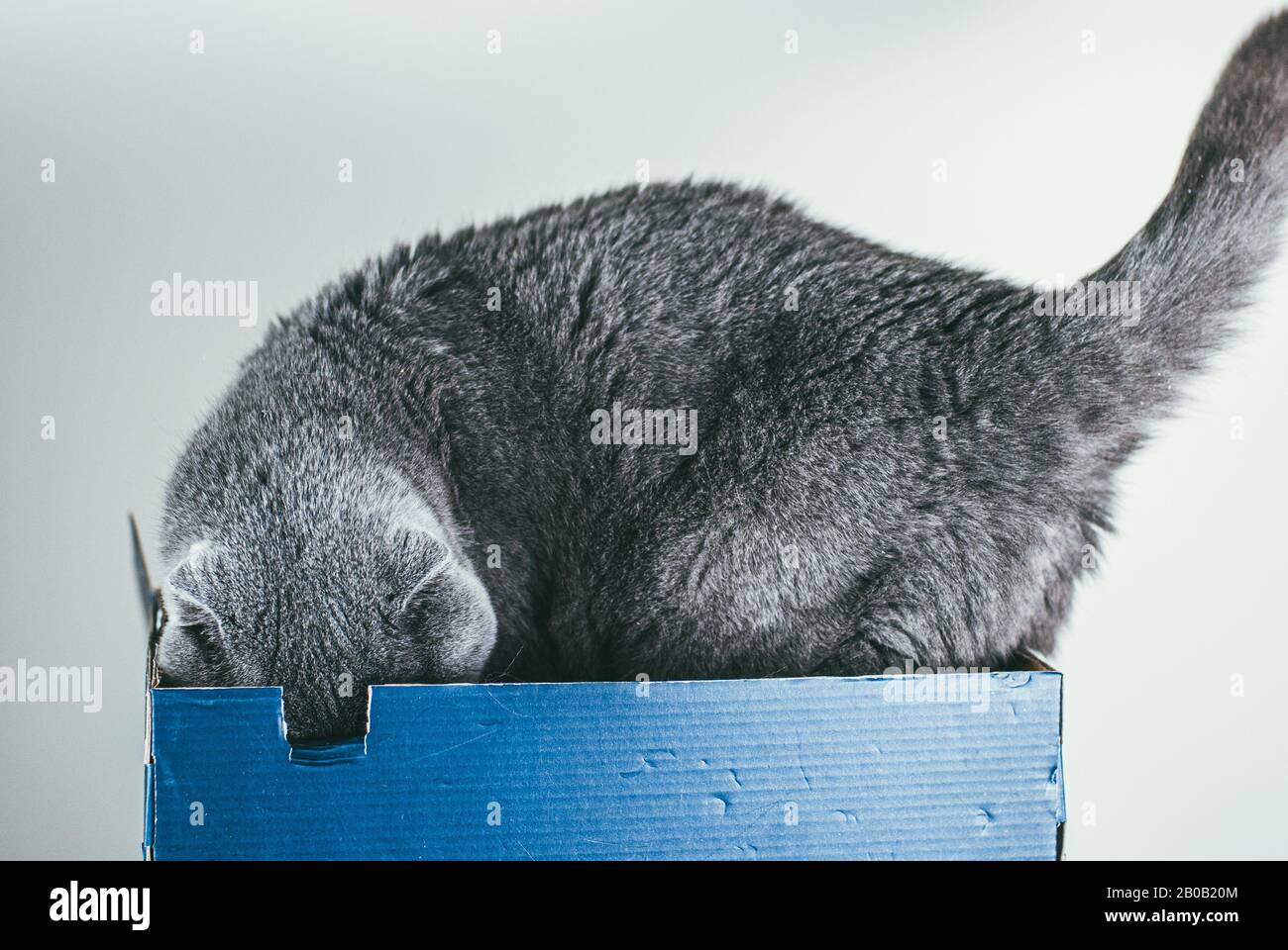 Gray tabby cat box hi-res stock photography and images - Alamy