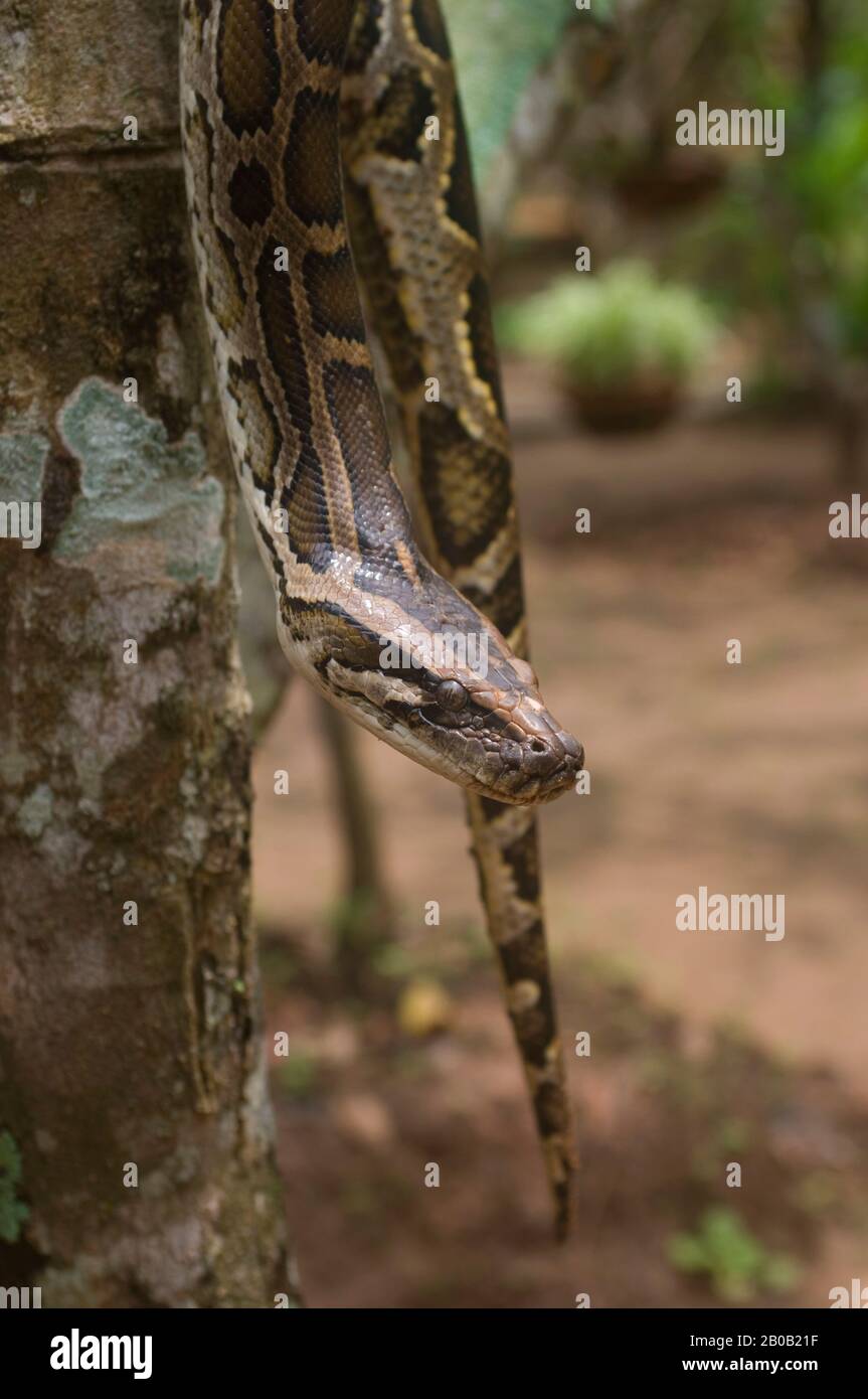 Mekong snake hi-res stock photography and images - Alamy