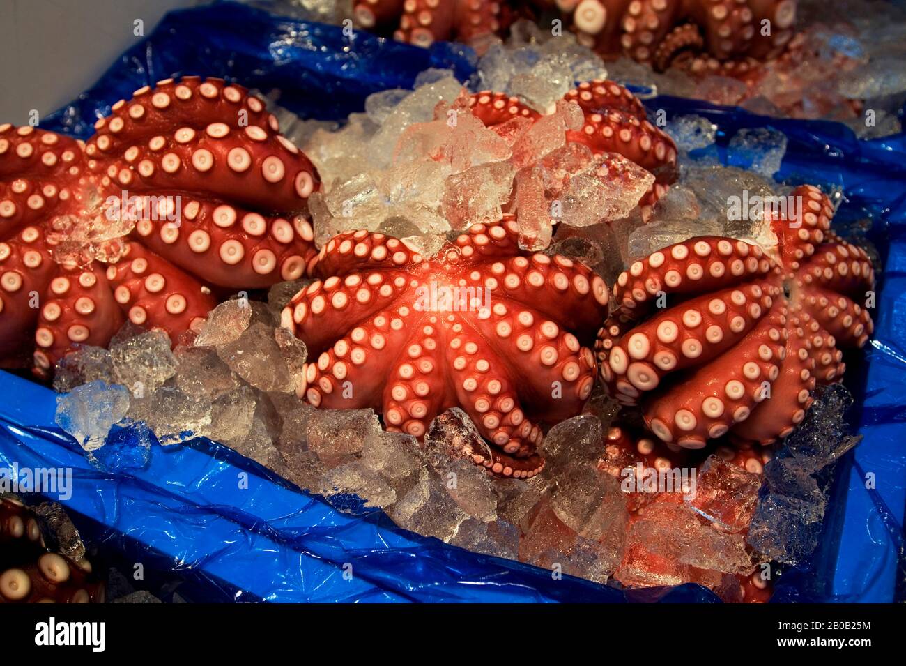 JAPAN, TOKYO, TSUKIJI FISH MARKET, MARKET SCENE WITH FRESH OCTOPUS ...