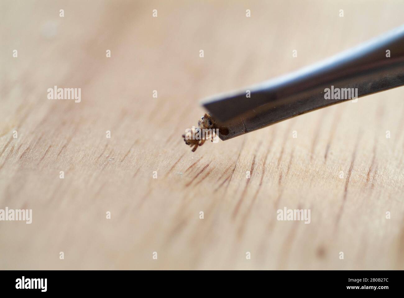 AUTOPSY ARACHNID: A thorough examination and research of a spiders dead ...