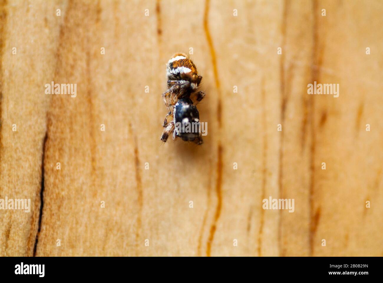 AUTOPSY ARACHNID: A thorough examination and research of a spiders dead ...