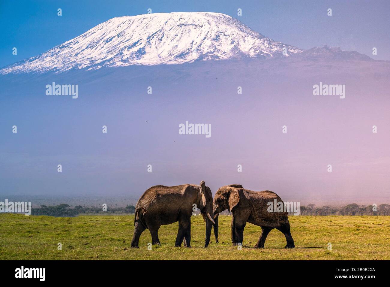 Elephant in high grass hi-res stock photography and images - Alamy