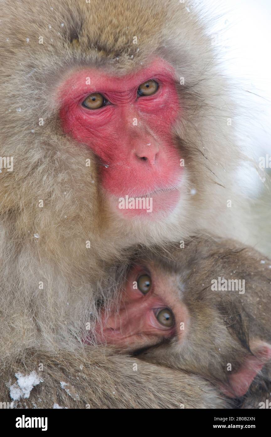 JAPAN, NEAR NAGANO, JIGOKUDANI, SNOW MONKEYS (Japanese Macaque), MOTHER ...