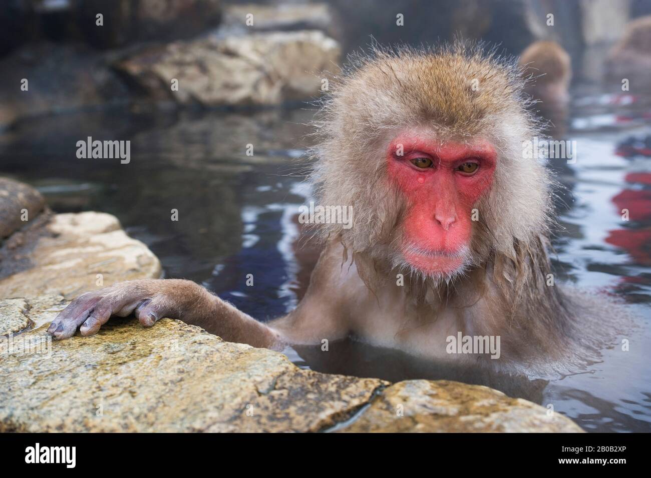 Japanese macaque jigokudani monkey hi-res stock photography and images ...