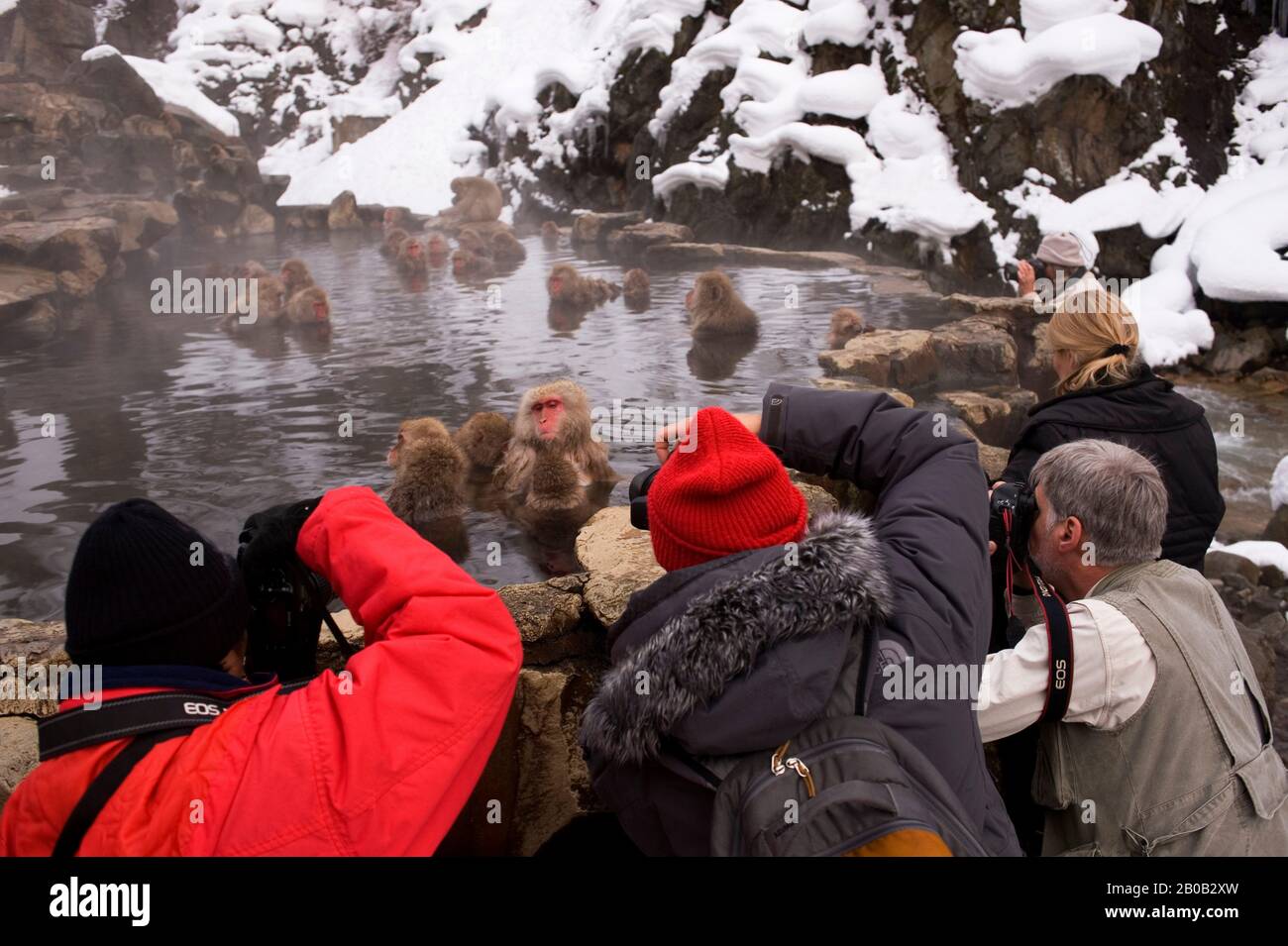 JAPAN, NEAR NAGANO, JIGOKUDANI, SNOW MONKEYS (Japanese Macaque ...