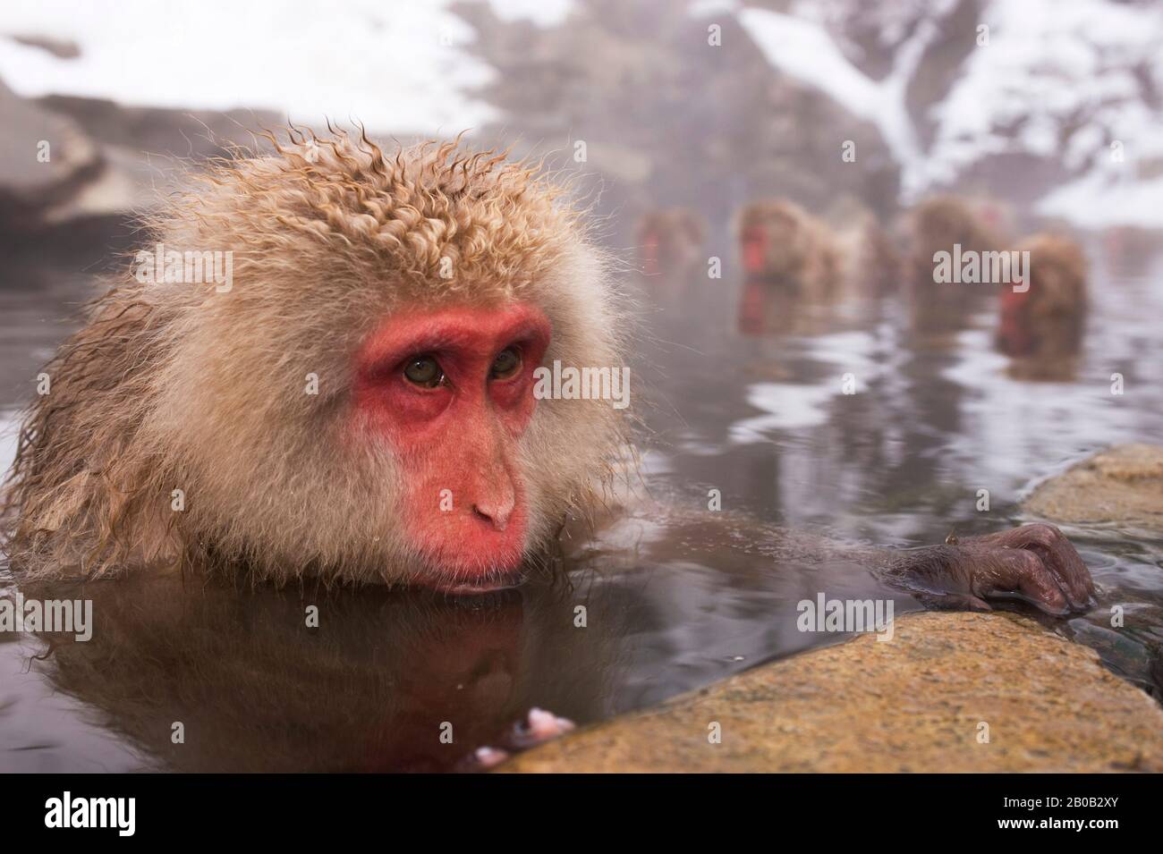 JAPAN, NEAR NAGANO, JIGOKUDANI, SNOW MONKEY (Japanese Macaque), SITTING ...