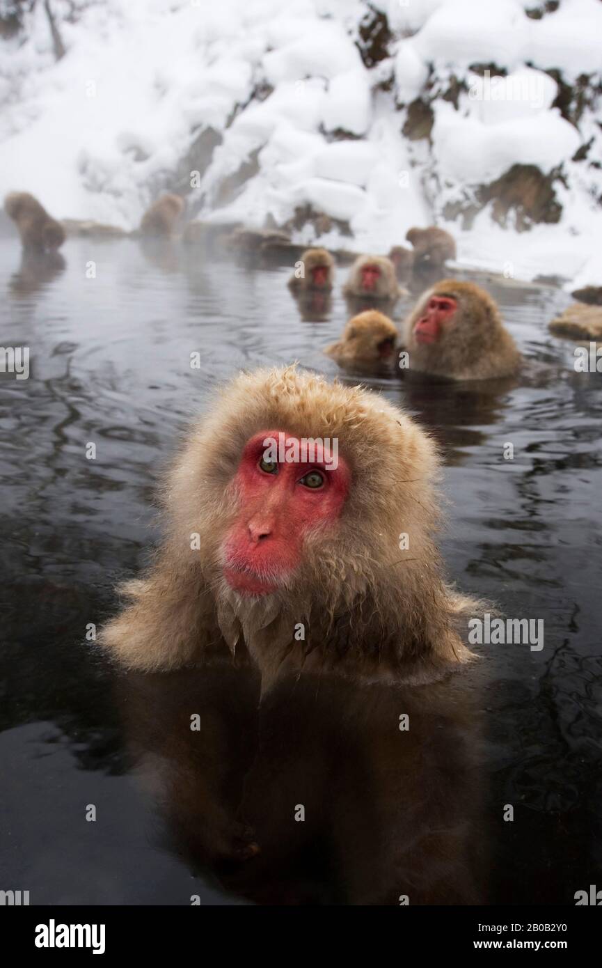 JAPAN, NEAR NAGANO, JIGOKUDANI, SNOW MONKEY (Japanese Macaque), ALPHA ...