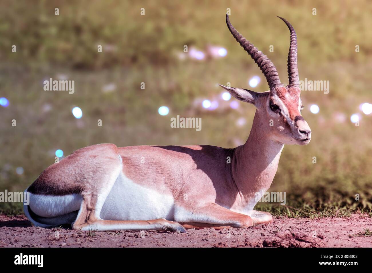 Grassland animals savanna hi-res stock photography and images - Alamy