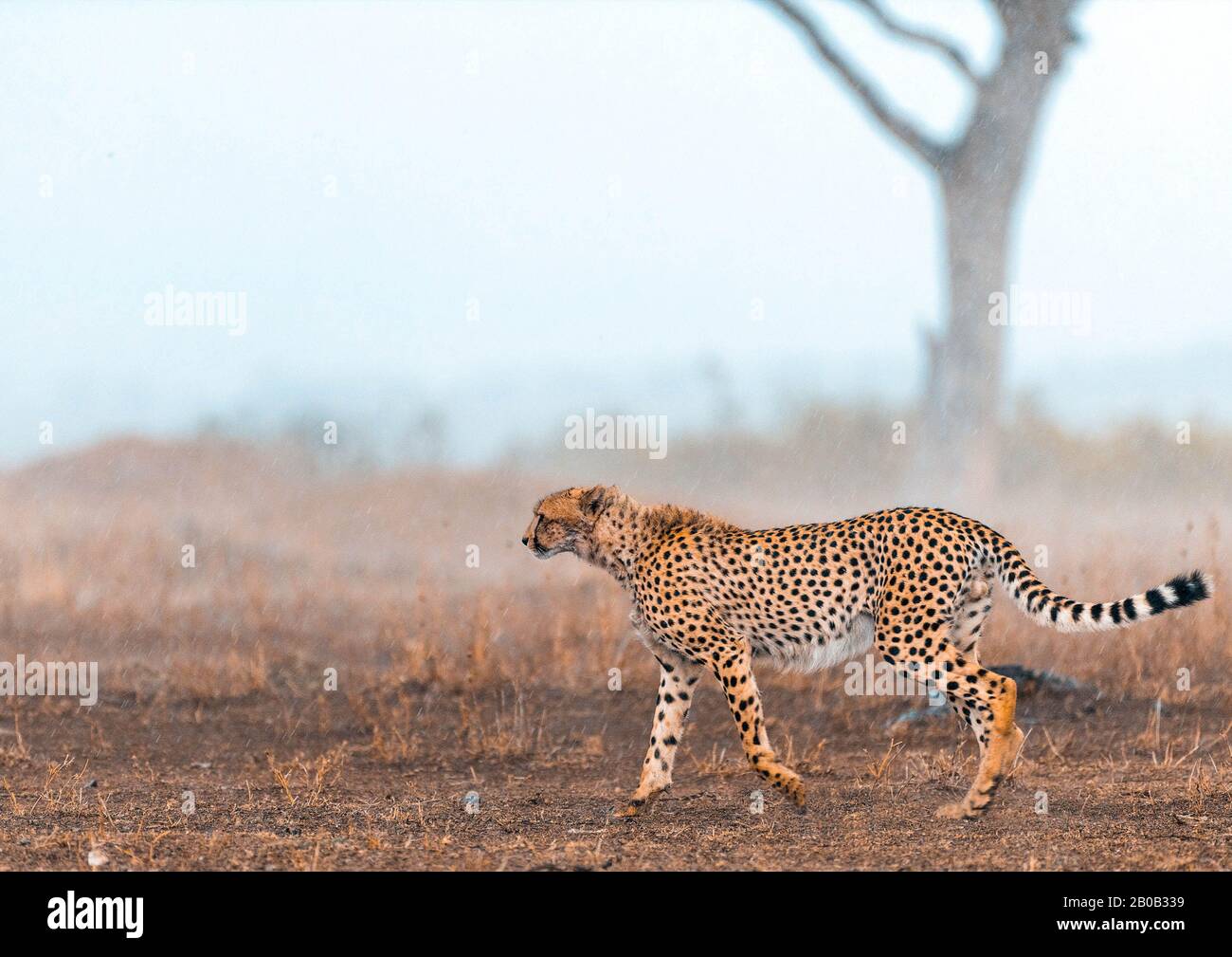 Wild African cheetah at Masai Mara, Kenya Stock Photo - Alamy