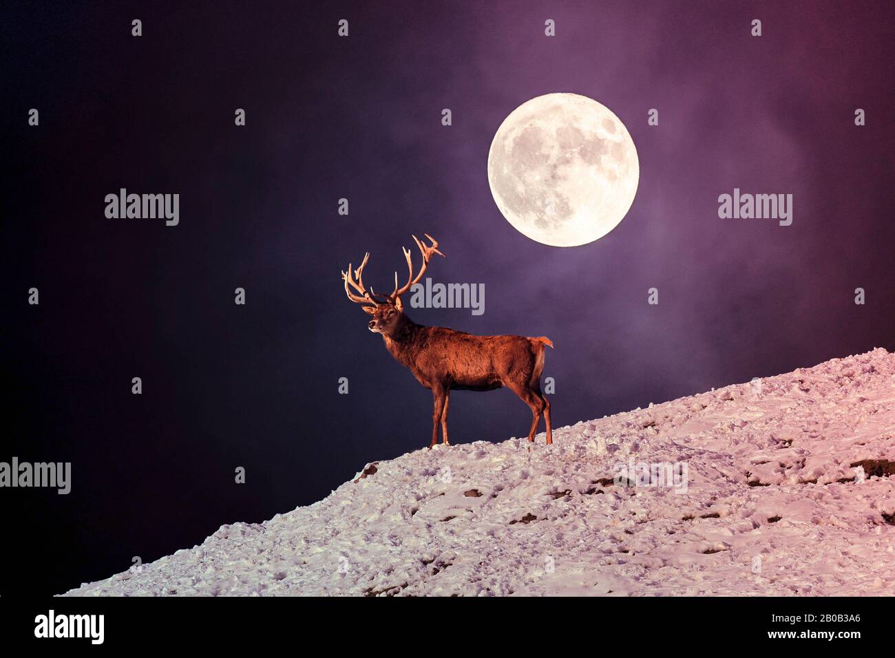 Wildlife landscape with moon hi-res stock photography and images - Alamy