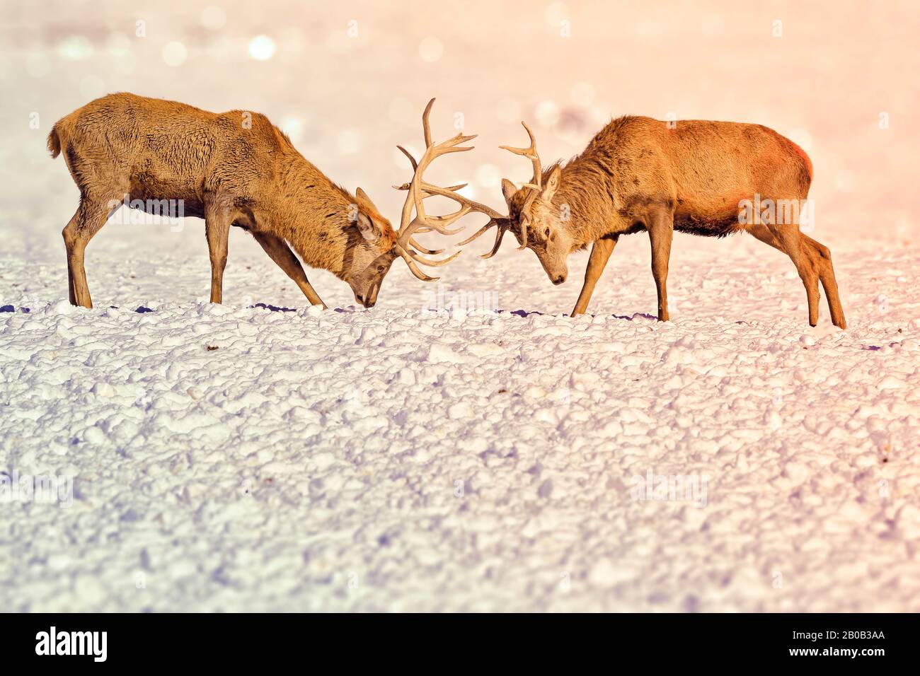Two bucks in snow hi-res stock photography and images - Alamy