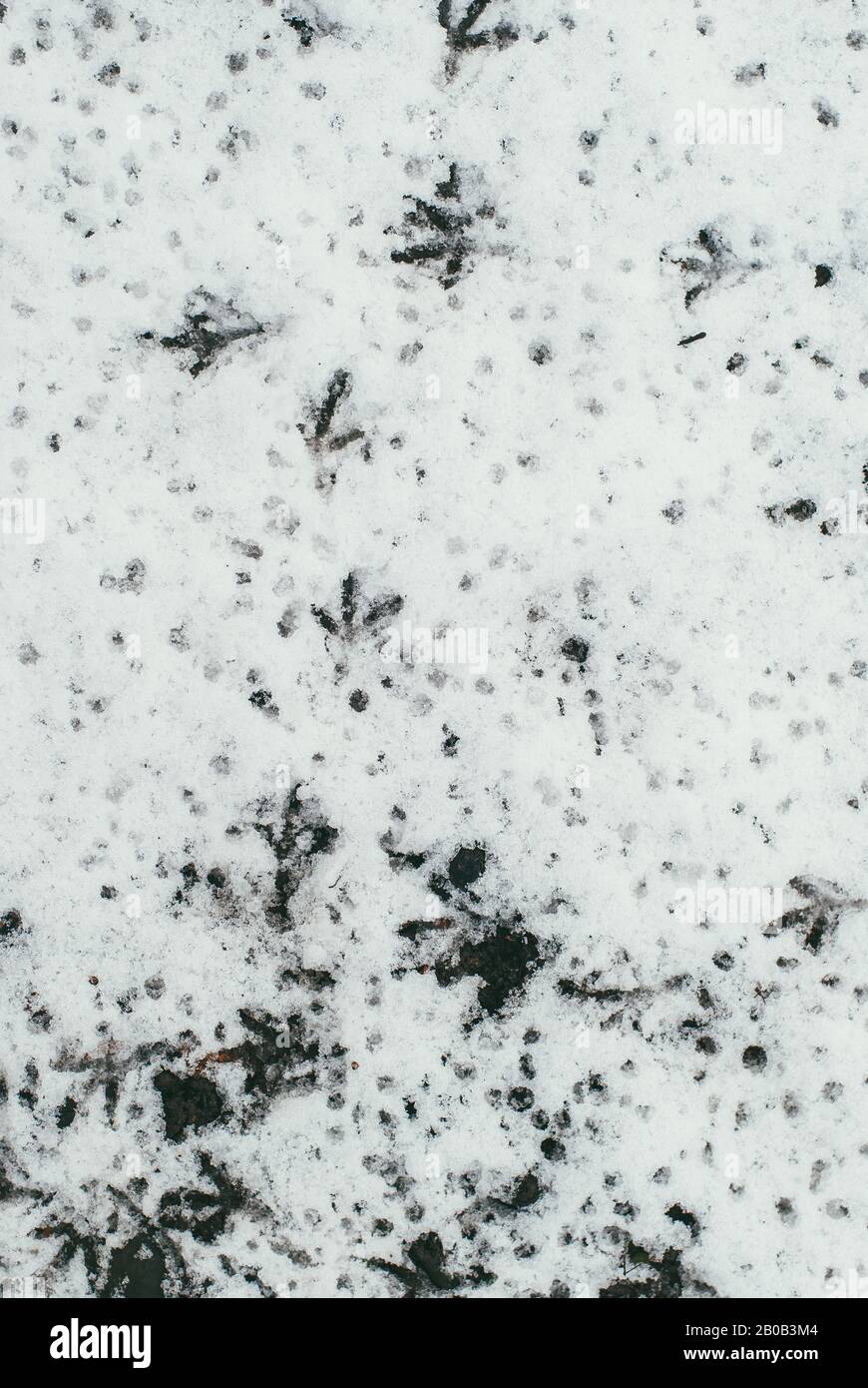 Bird footprint pattern hi-res stock photography and images - Alamy
