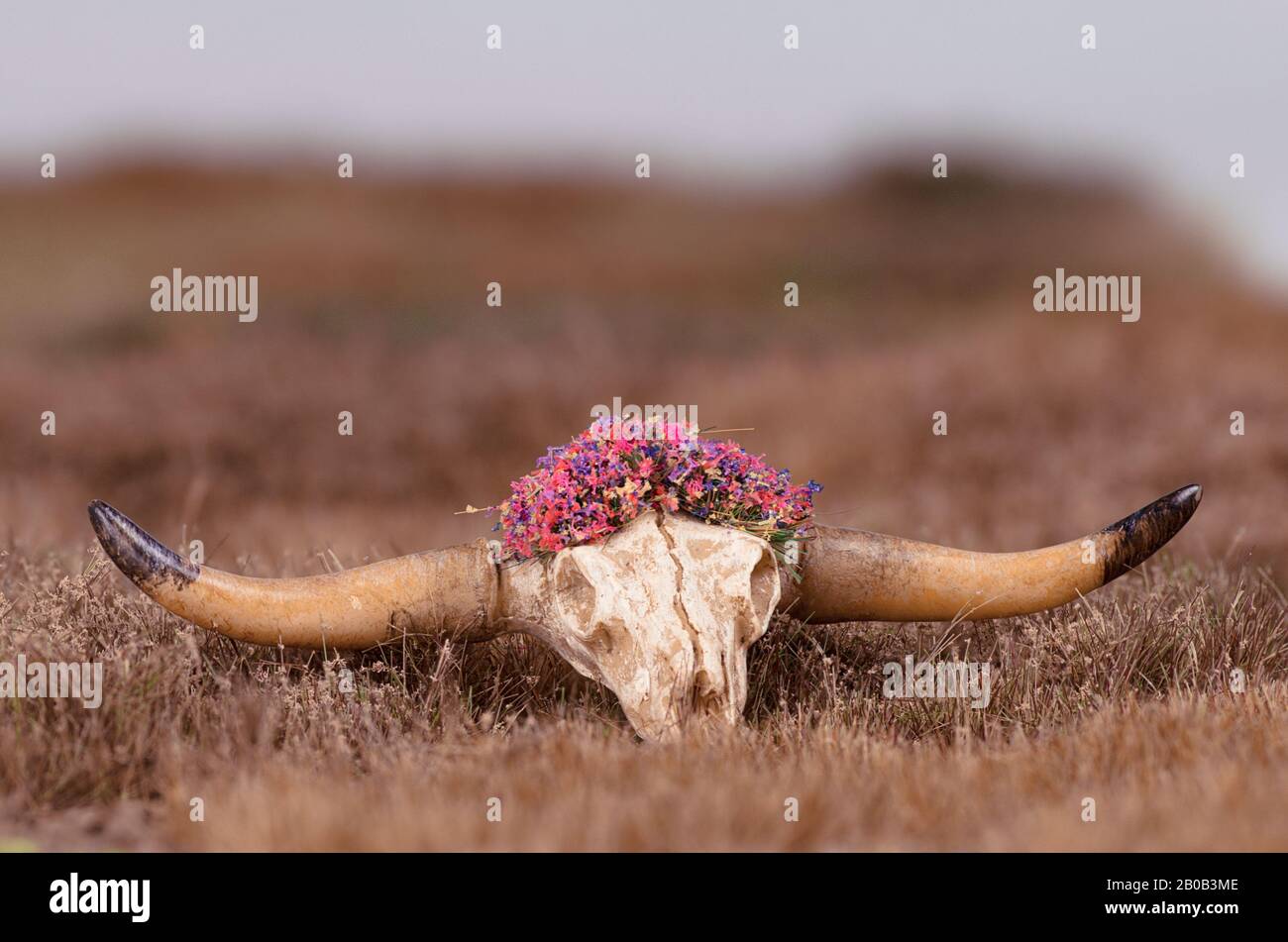 Longhorn skull hi-res stock photography and images - Alamy