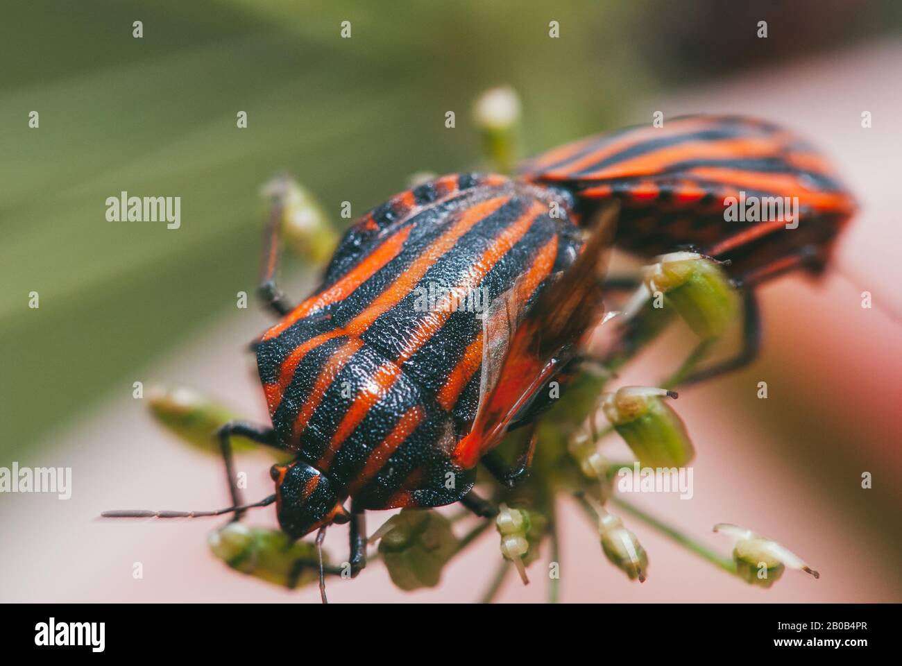 Shield bugs graphosoma lineatum hi-res stock photography and images - Alamy
