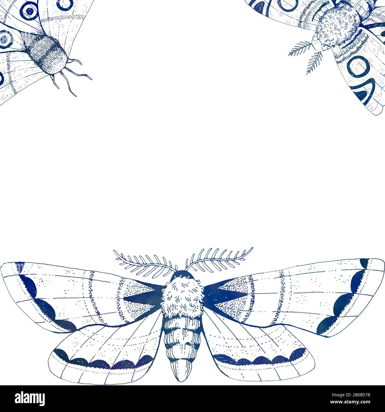 BLue frame hand drawn ink moth. Template framework Stock Photo - Alamy