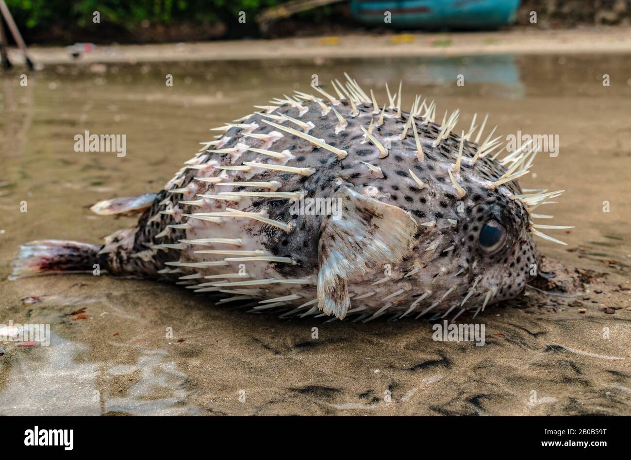 Scientific name diodon holocanthus hi-res stock photography and images ...