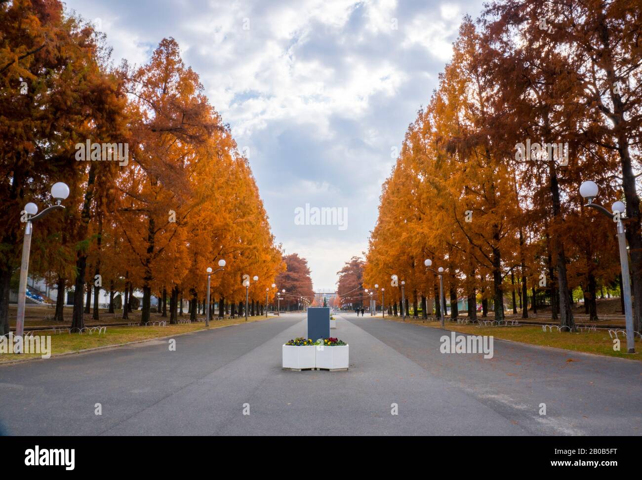 Ginkgo Trees Corridor in Tsurumi Ryokuchi Park during Autumn, Osaka ...