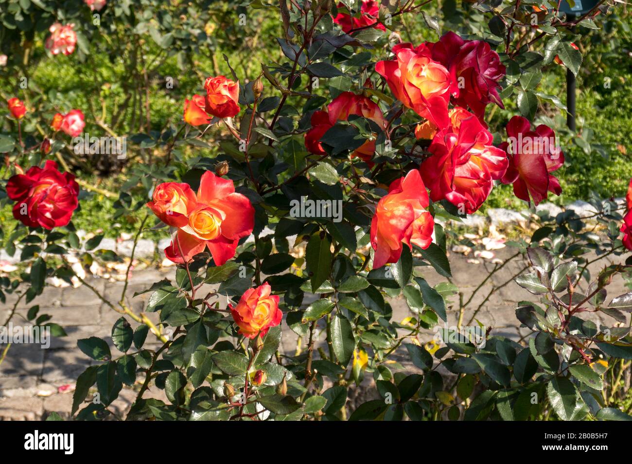 Garden red roses bloom in hi-res stock photography and images - Alamy