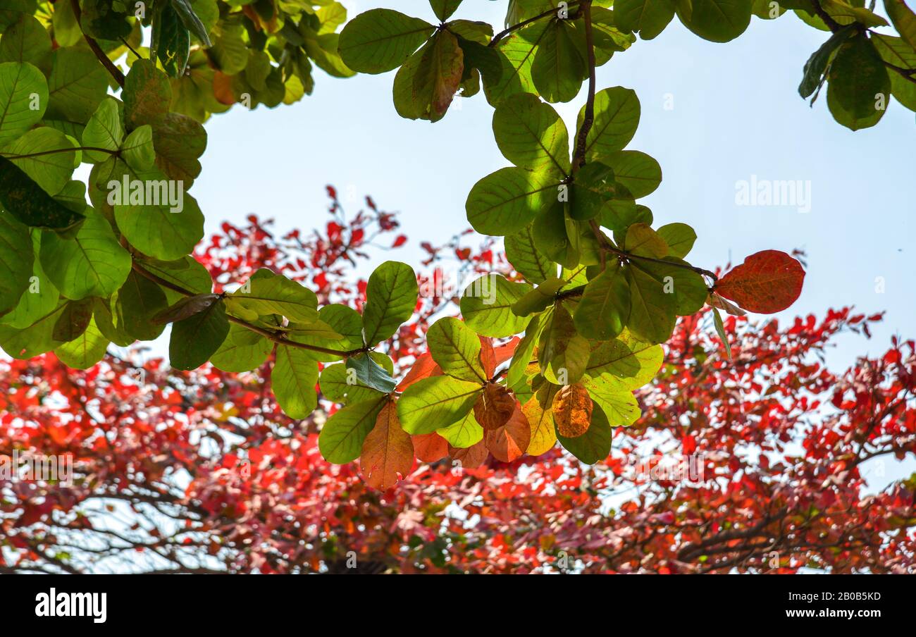 Terminalia catappa leaves with blue sky in autumn Stock Photo - Alamy