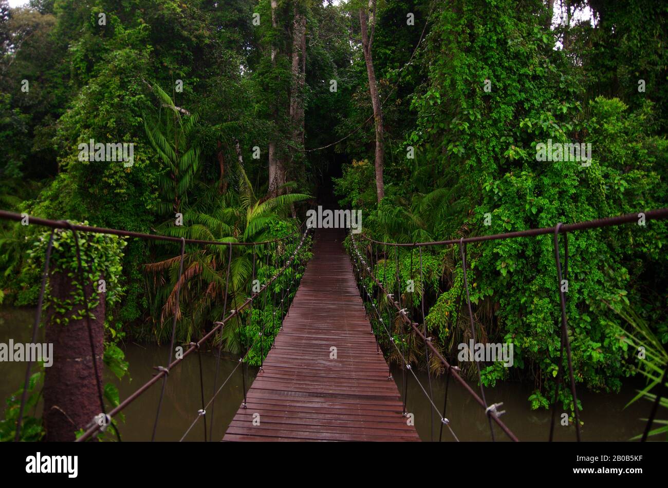 Simple wooden bridge in the jungle Stock Photo - Alamy