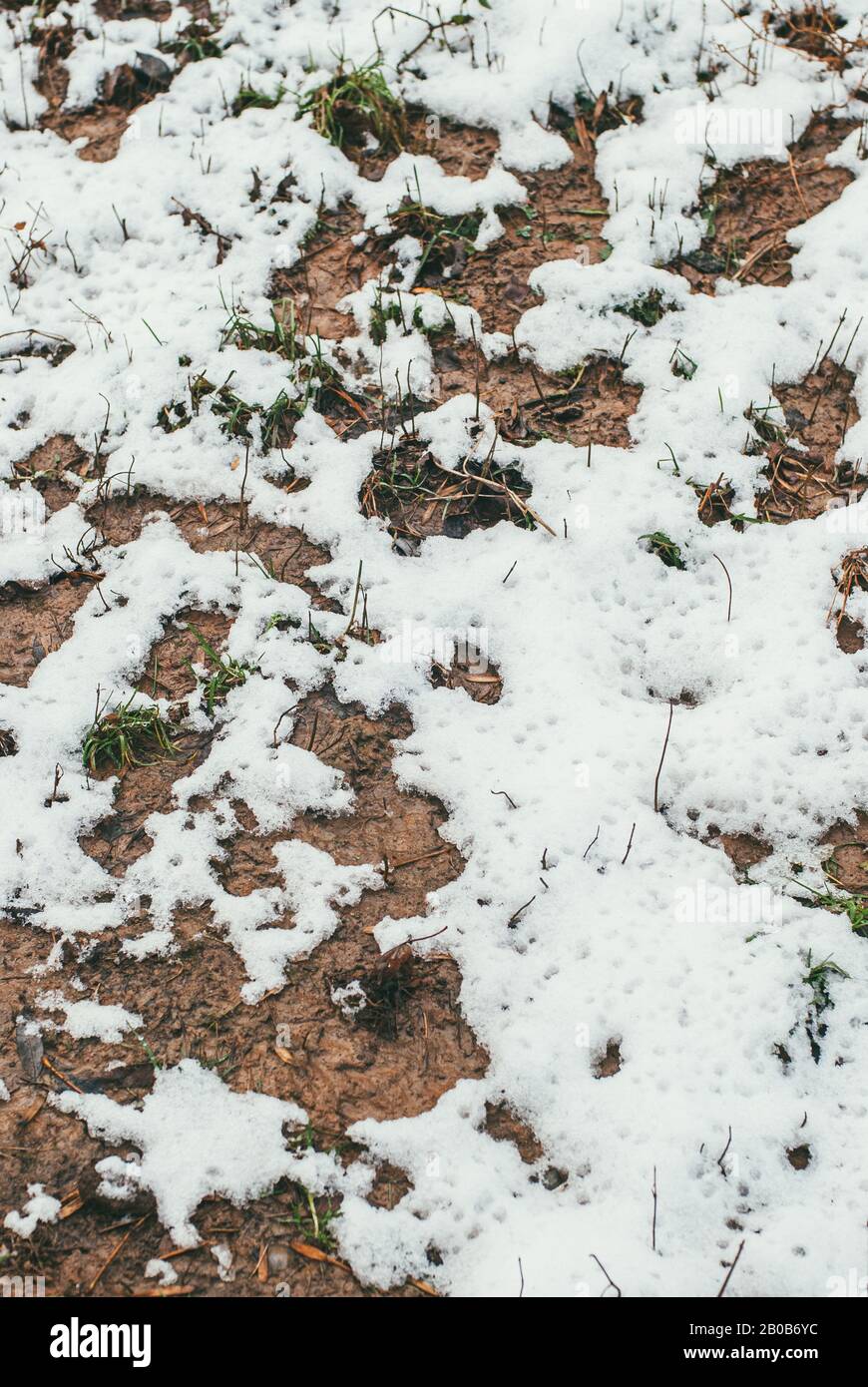 Snow-covered land with patches of brown soil and green grass. Spring is ...