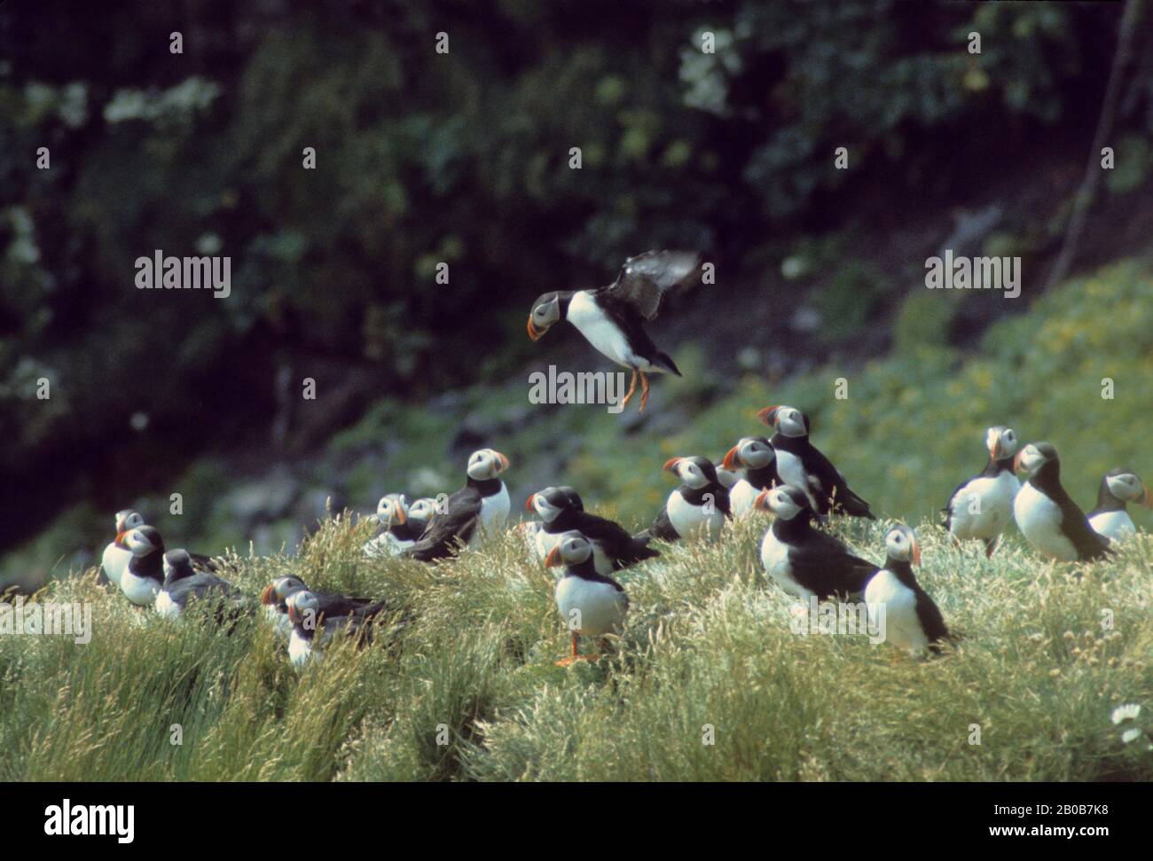 ICELAND, ATLANTIC PUFFINS Stock Photo - Alamy