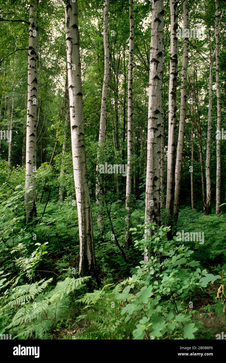 E.GERMANY, SACHSISCHE SCHWEIZ, BASTEI, BIRCH TREES Stock Photo - Alamy