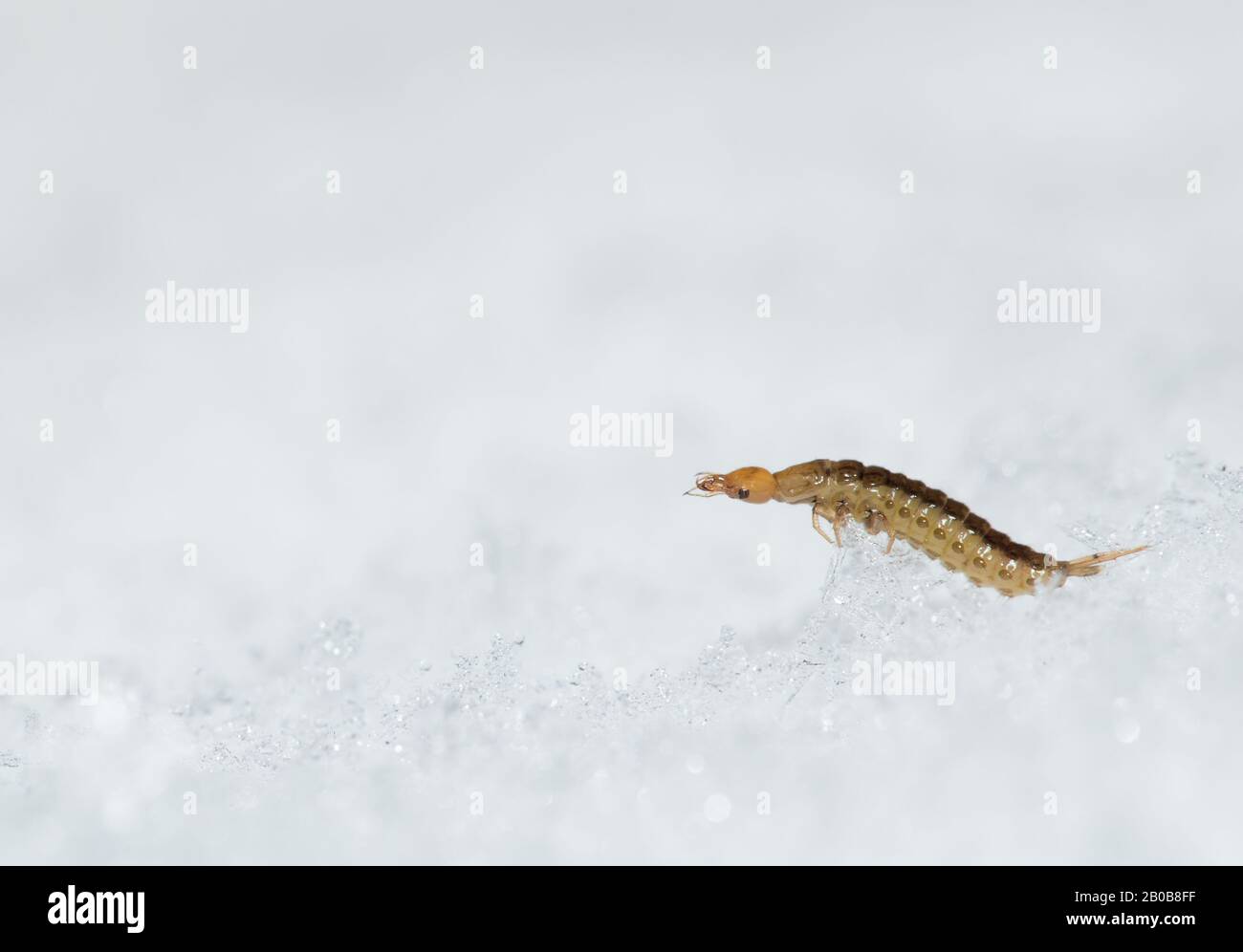 Rove beetle larva hi-res stock photography and images - Alamy