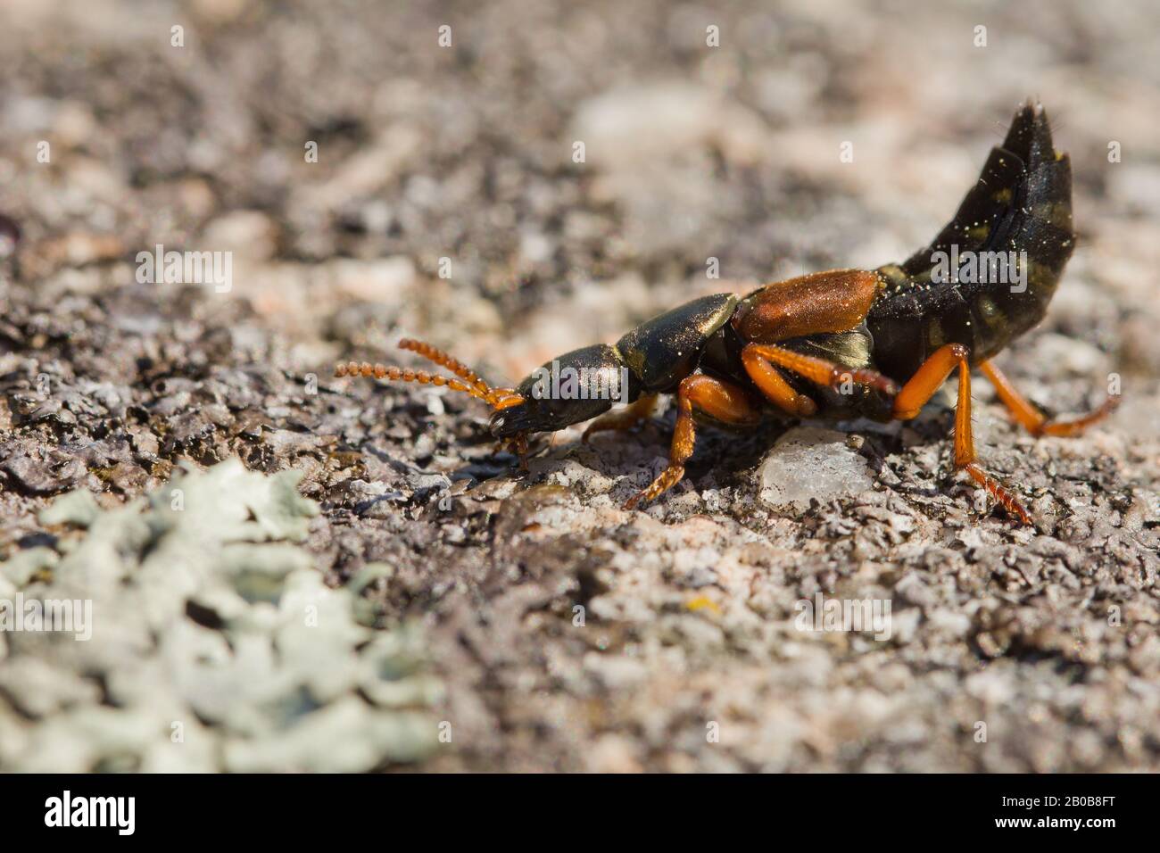 Staphylinus hi-res stock photography and images - Alamy