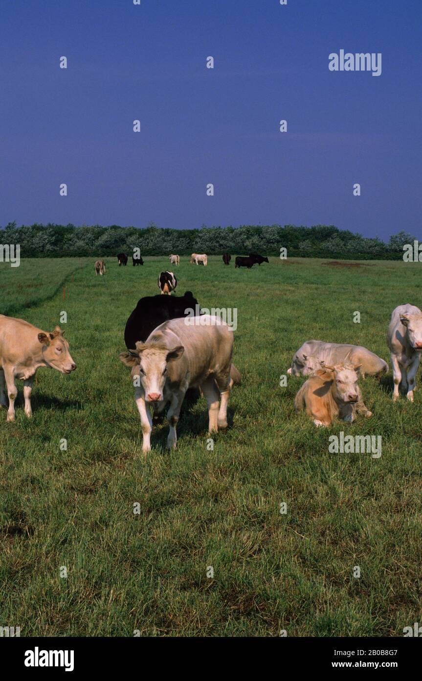 Milk cows germany hi-res stock photography and images - Alamy