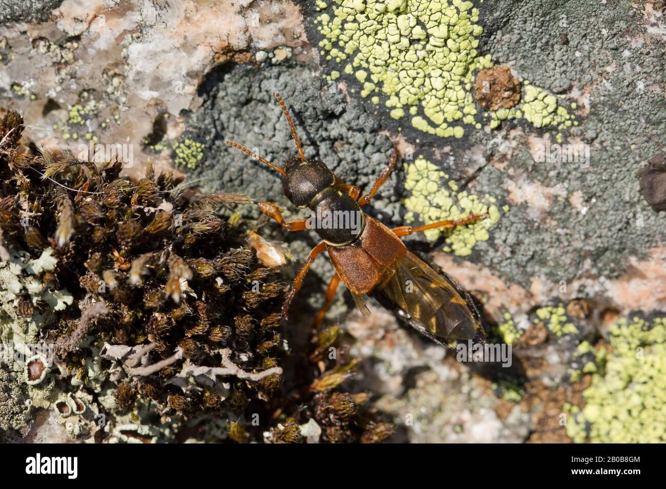 Staphylinus High Resolution Stock Photography and Images - Alamy